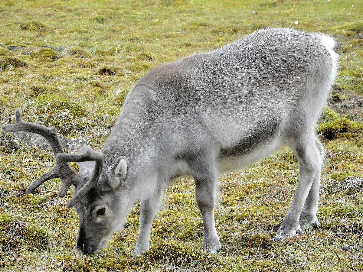 The population of Svalbard reindeer is increasing. This is the result ...