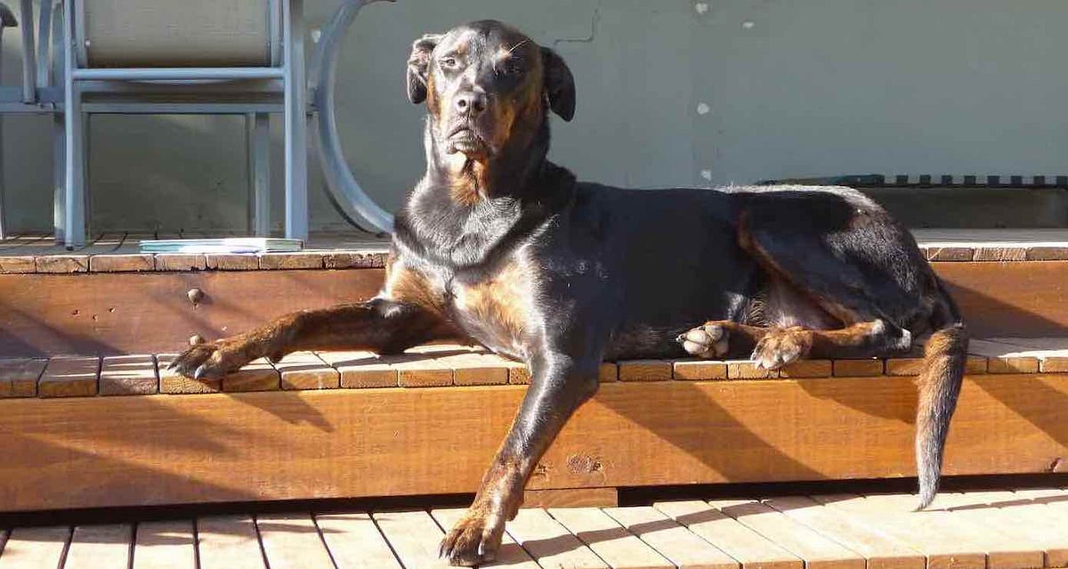 Your last breath: Saying farewell to our darling dog | by Virginia ...