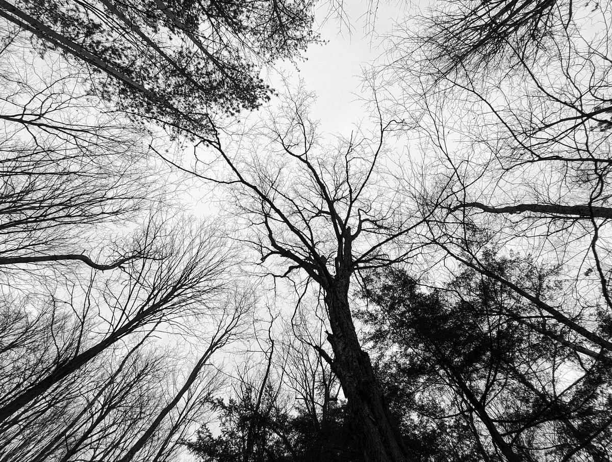 Snapshots of Long Sault Conservation Area | SNAPSHOTS