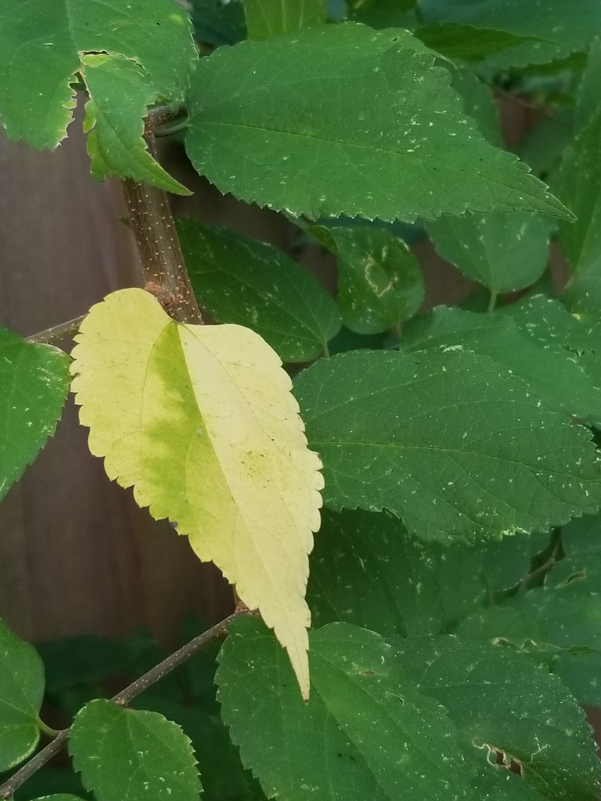 Lone Leaf. A Haiku of Fall | by Dennett | Medium