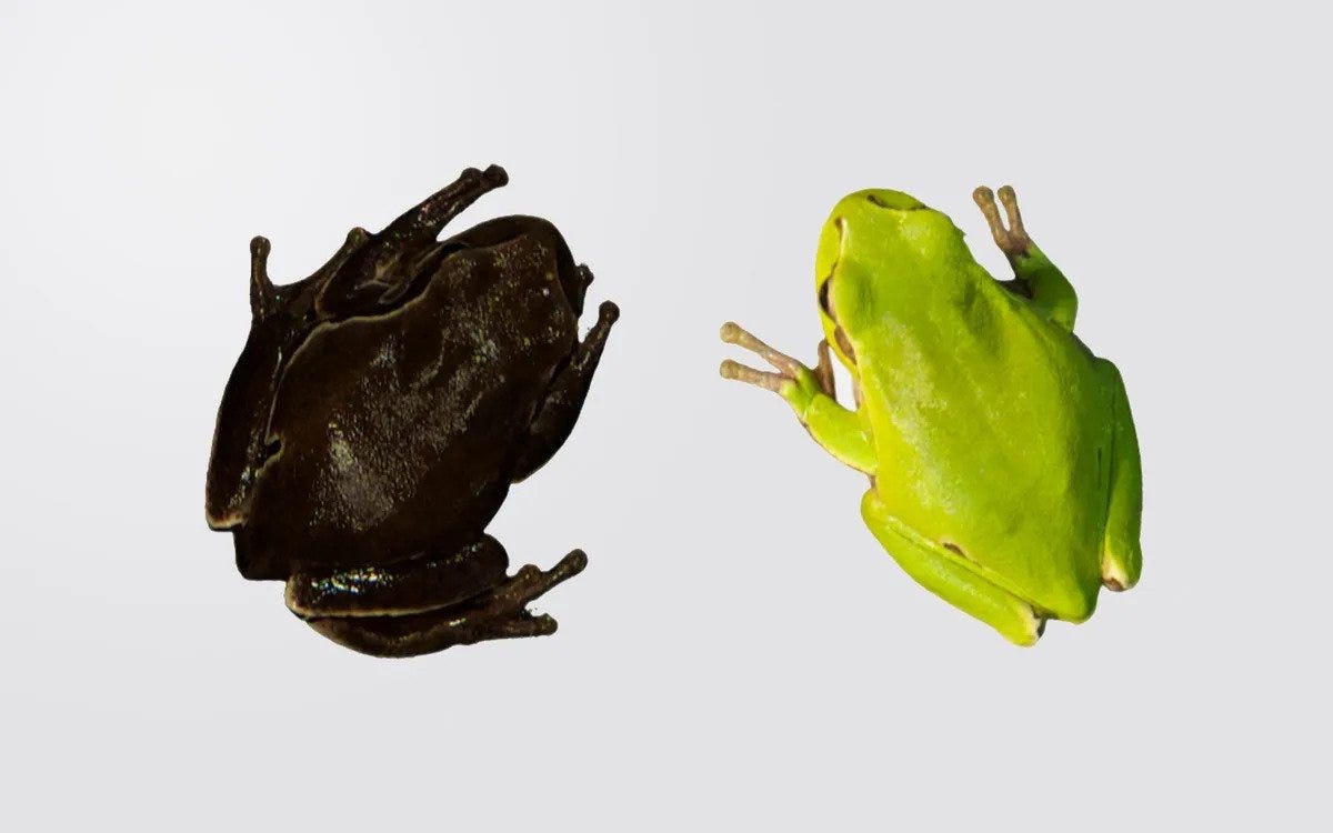 Frogs produce melanin in Chernobyl’s Exclusion Zone | by Brandon Cammon ...