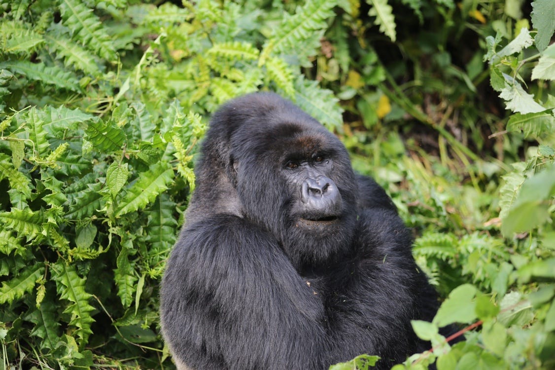 Virunga National Park, Part 1. The Unofficial Guide | by Michael Rogan ...
