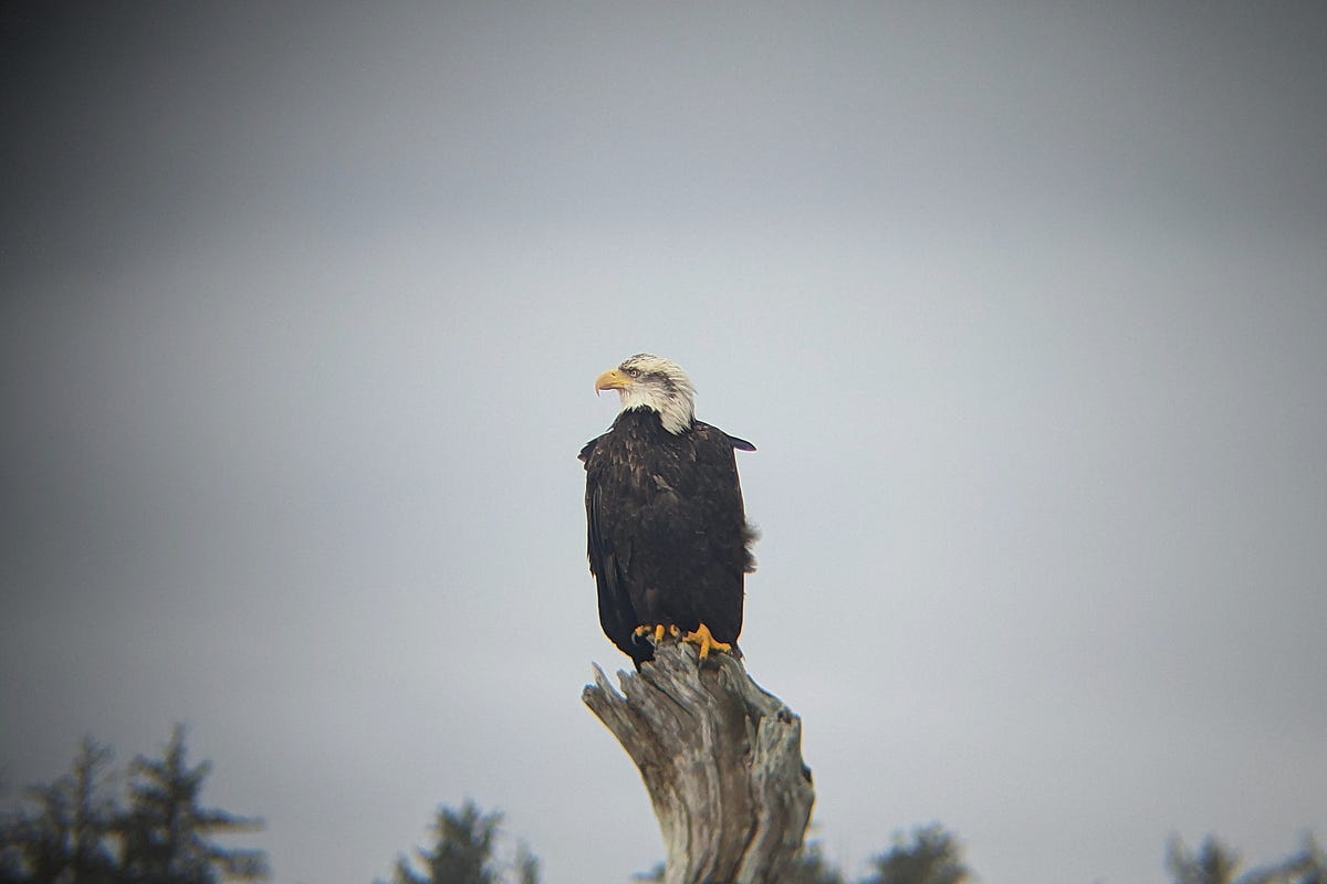 Democracy Dies in Disinformation. The single biggest risk to our… | by ...