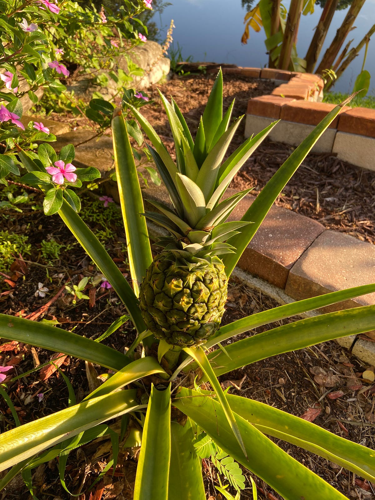 Today I Swallowed a Pineapple Seed | by JoAnn Ryan | The Shortform | Medium