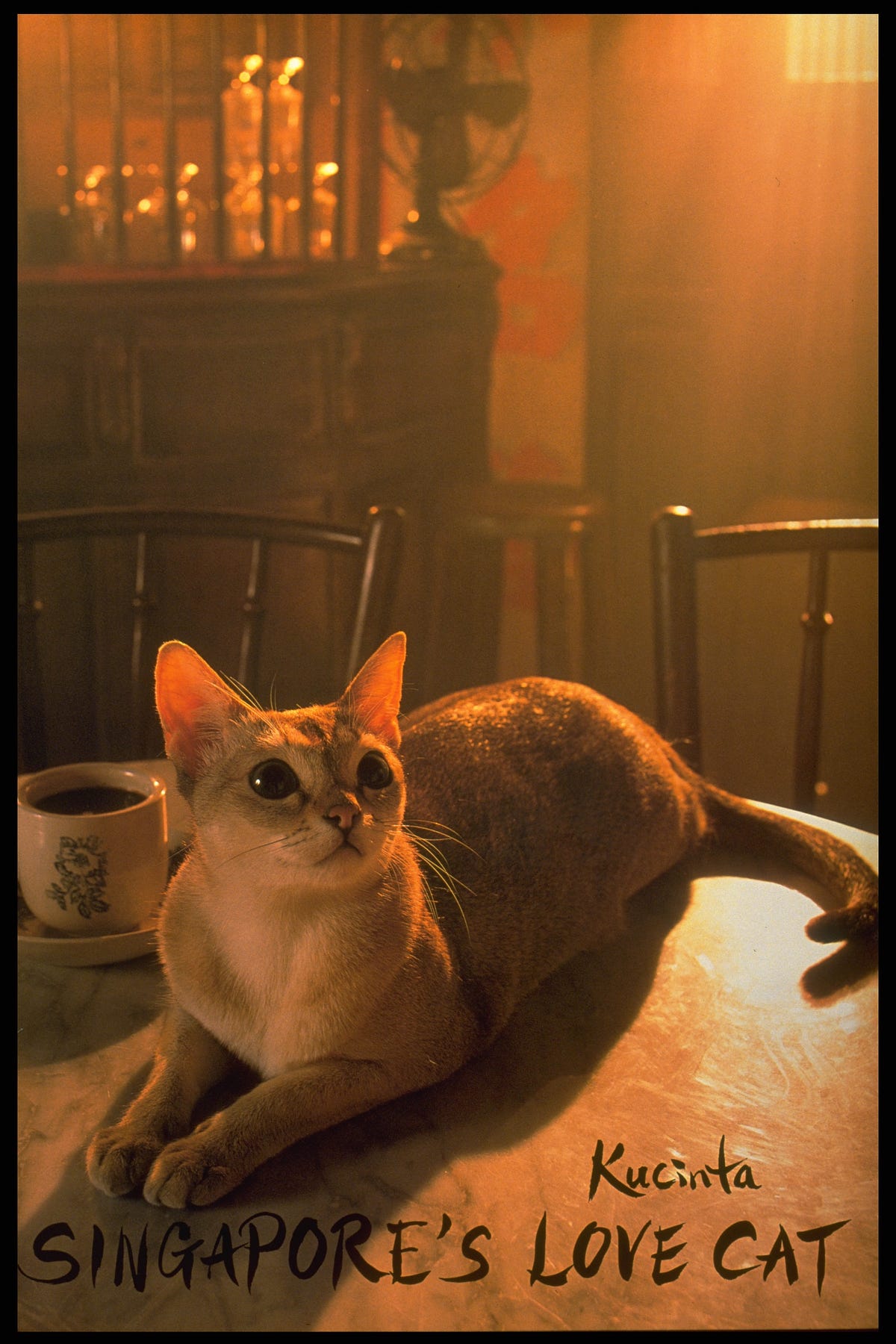 The Singapura Cat. Manager Sie Sie discovers more about… | by National ...