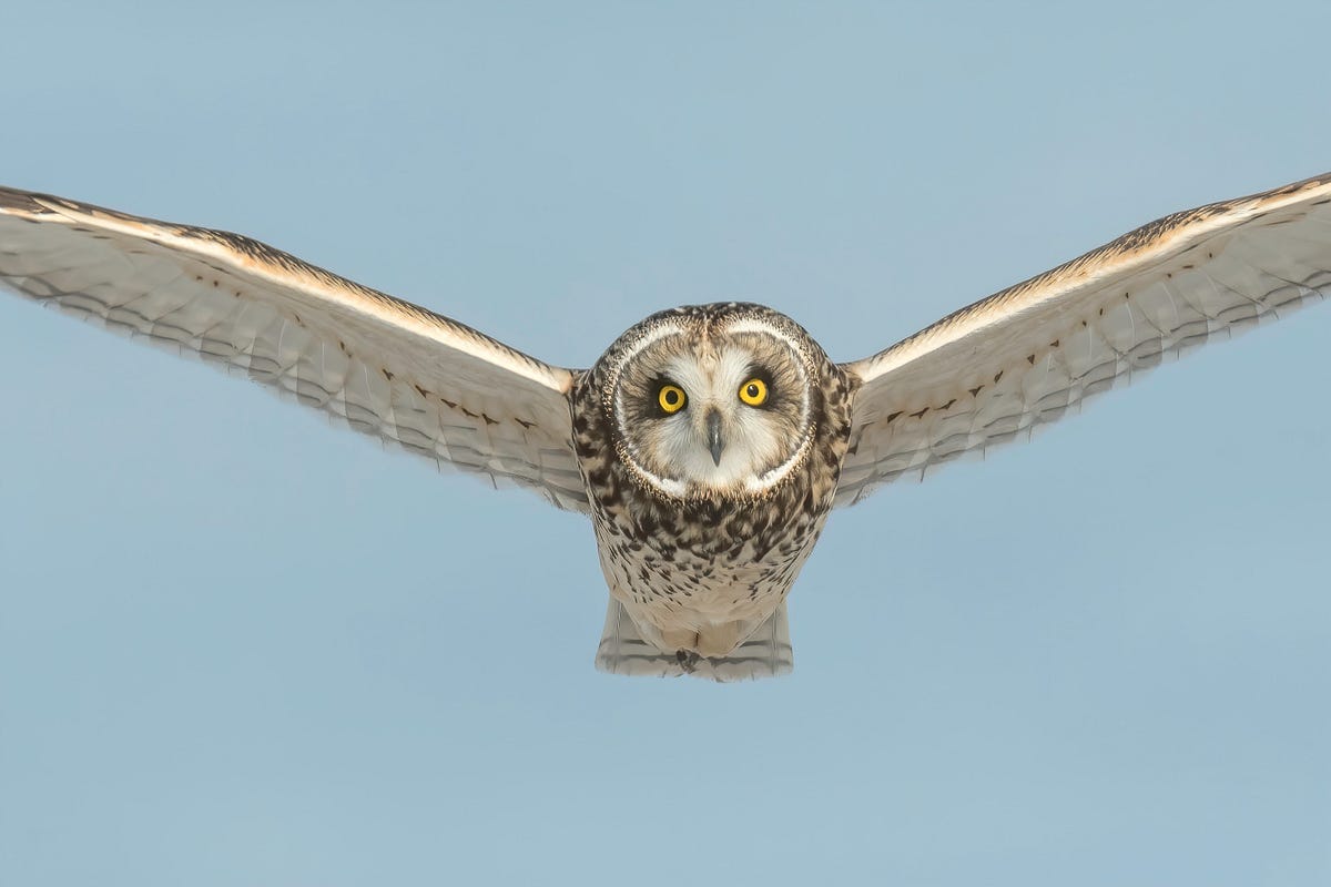 Whooo Loves Owl Mythology?. Love them or Fear them–Owls Appear in… | by ...