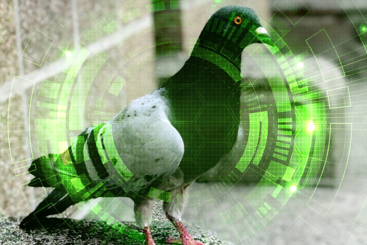 PIGEON RELATED HEALTH RISKS. PROTECTION FOR YOU, YOUR EMPLOYEES &… | by ...
