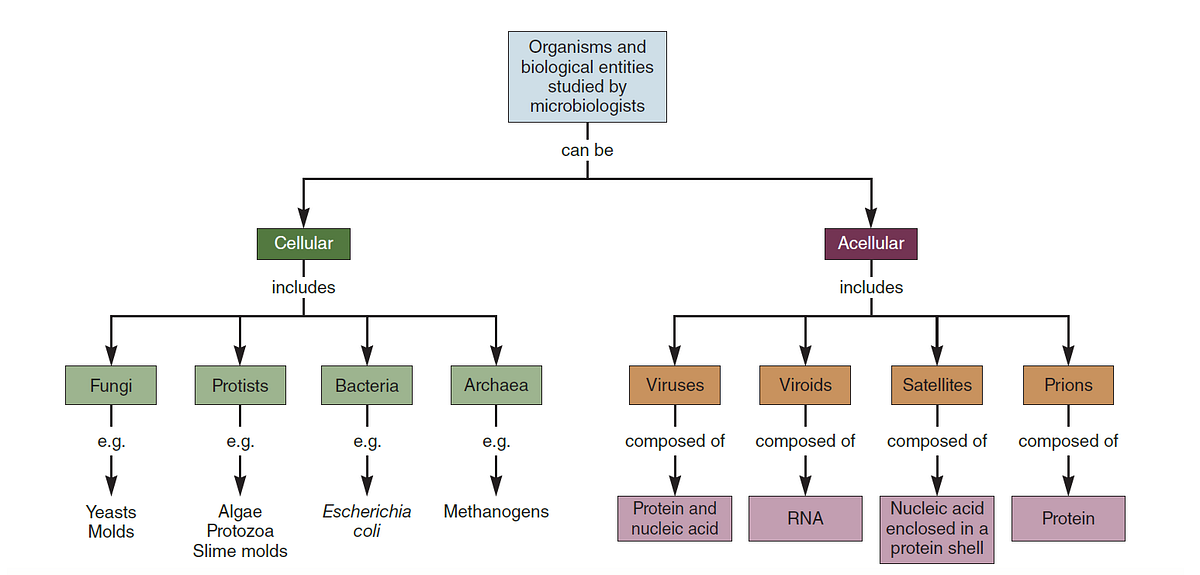 Why Medical Microbiology?. Often time people love the title… | by Semiat Yusuff | Medium