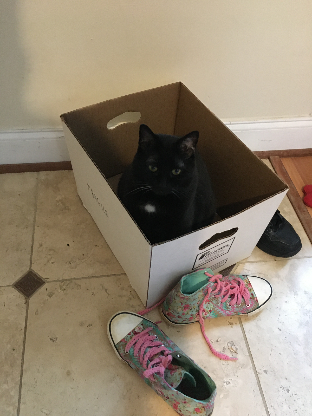 Cats Will Pay Your Rent. A Tiny Moment with “Eclaire” | by Josh Kiev ...