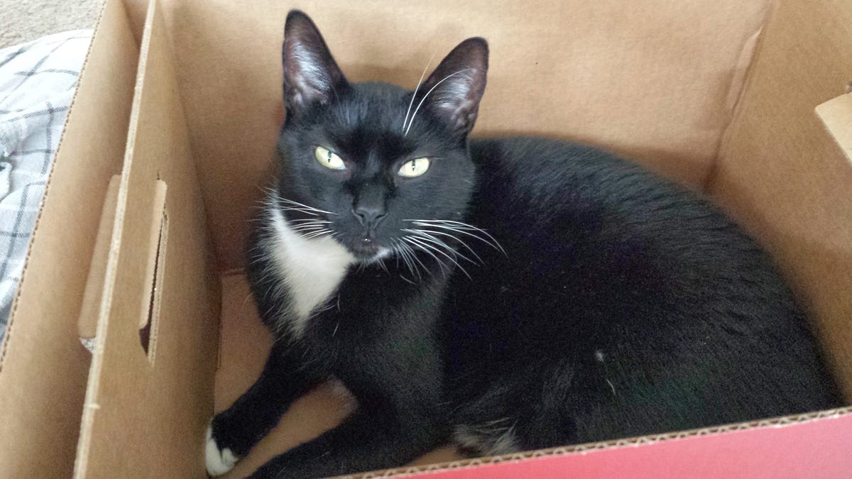 In Memoriam: Stormy Colcer. Our lovely family cat, Stormy, of 17… | by ...