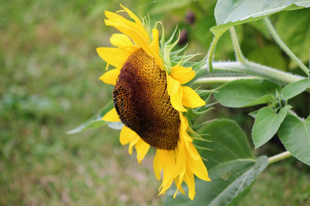 Have You Heard of Heliotropism?. It sounds like an affliction, but it ...