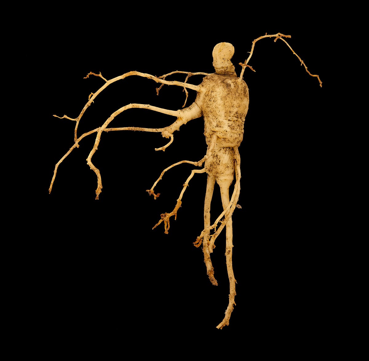 The Power of GINSENG. Ginseng is a popular herbal supplement… | by ...