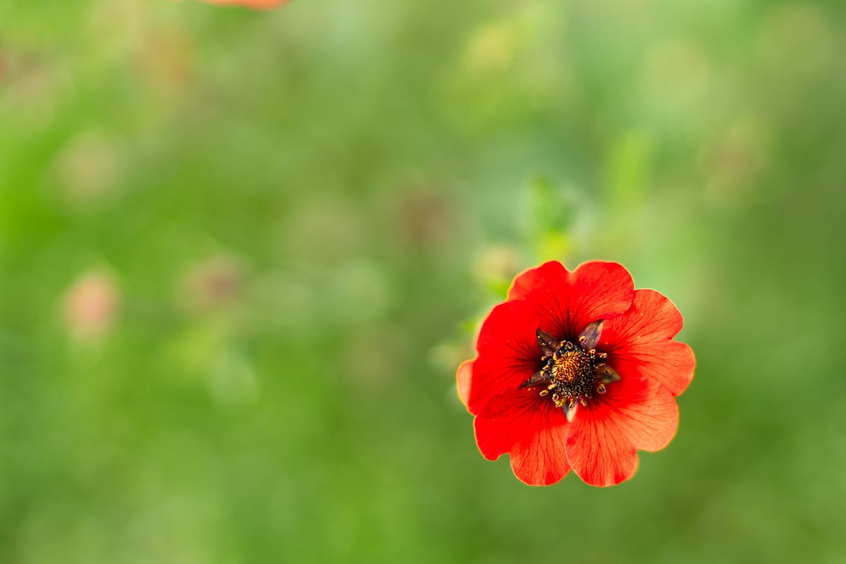 Using Image alt tags for SEO. Image Alt Tags | by Martwaring | Medium