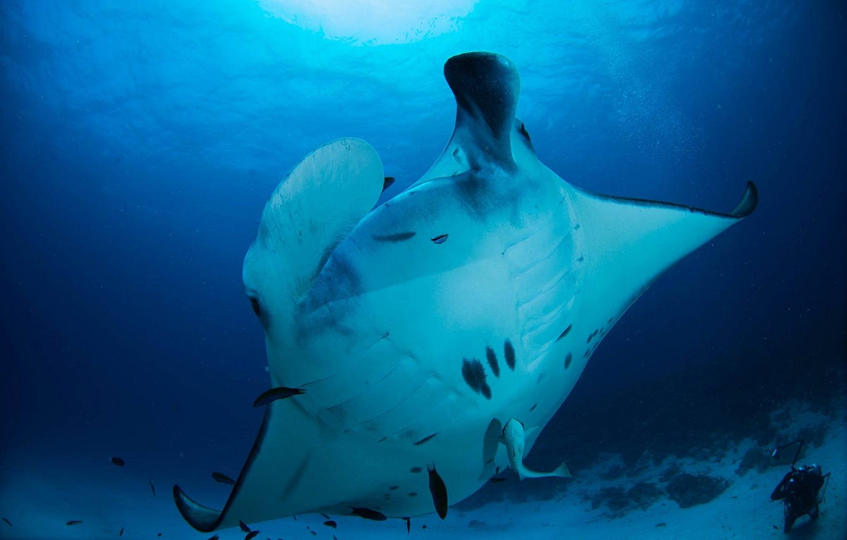 Is Suvadi Diving for you.. Suvadi Diving is for those who loves to ...