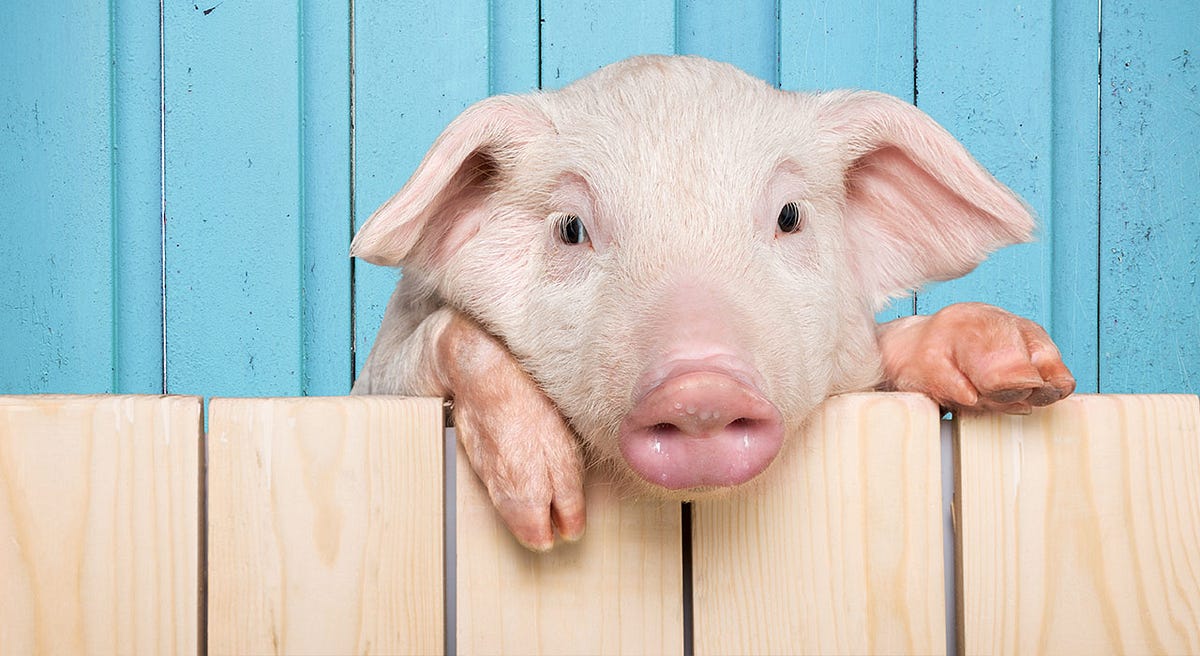 Python-clearly explained-Pig Latin game | by James Dai | Medium