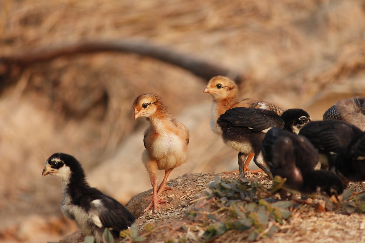 Little Chicks Playtime: A Tale of Joy and Motherly Love. | by Sibi ...