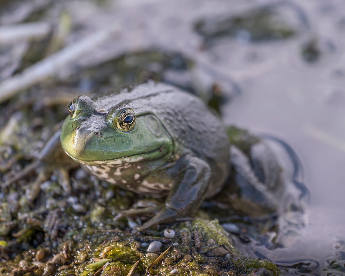 Protecting Washington’s wetlands from invasive bullfrogs | by The ...