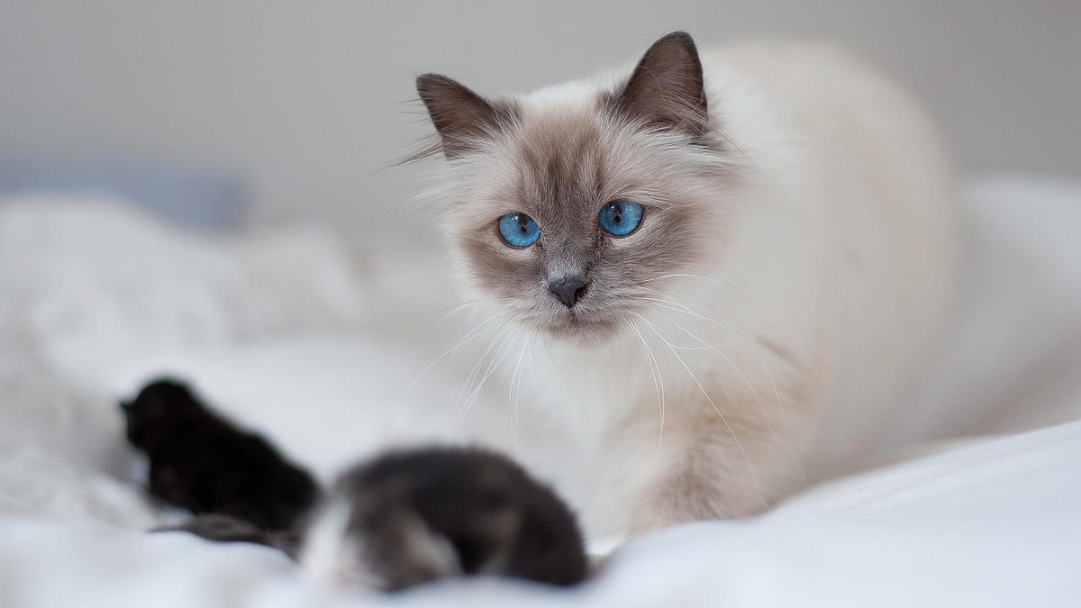 Search-by-Colour.. Building an algorithm that sees colour… | by Joshua ...