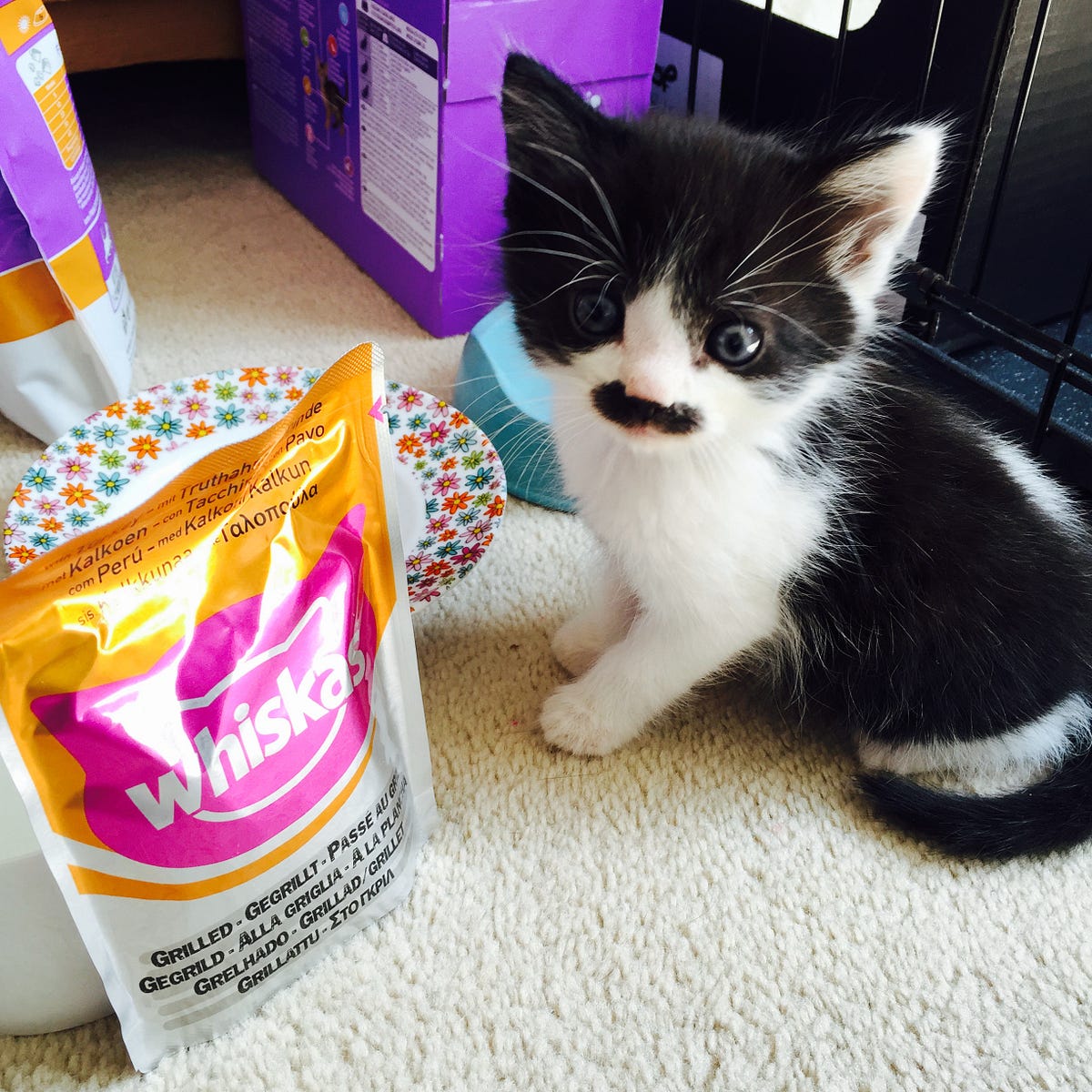 Growing Up: The Moustache Cat. Picture Blog of Eric over the last 5 ...