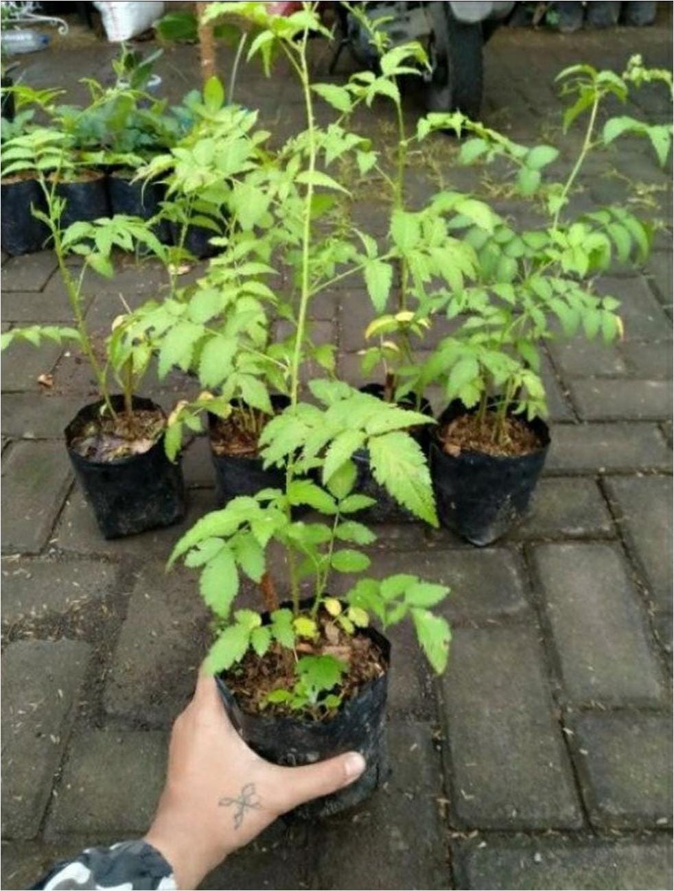 Bibit Raspberry Tanaman Buah Klaten | by Sahale Asoka | Medium