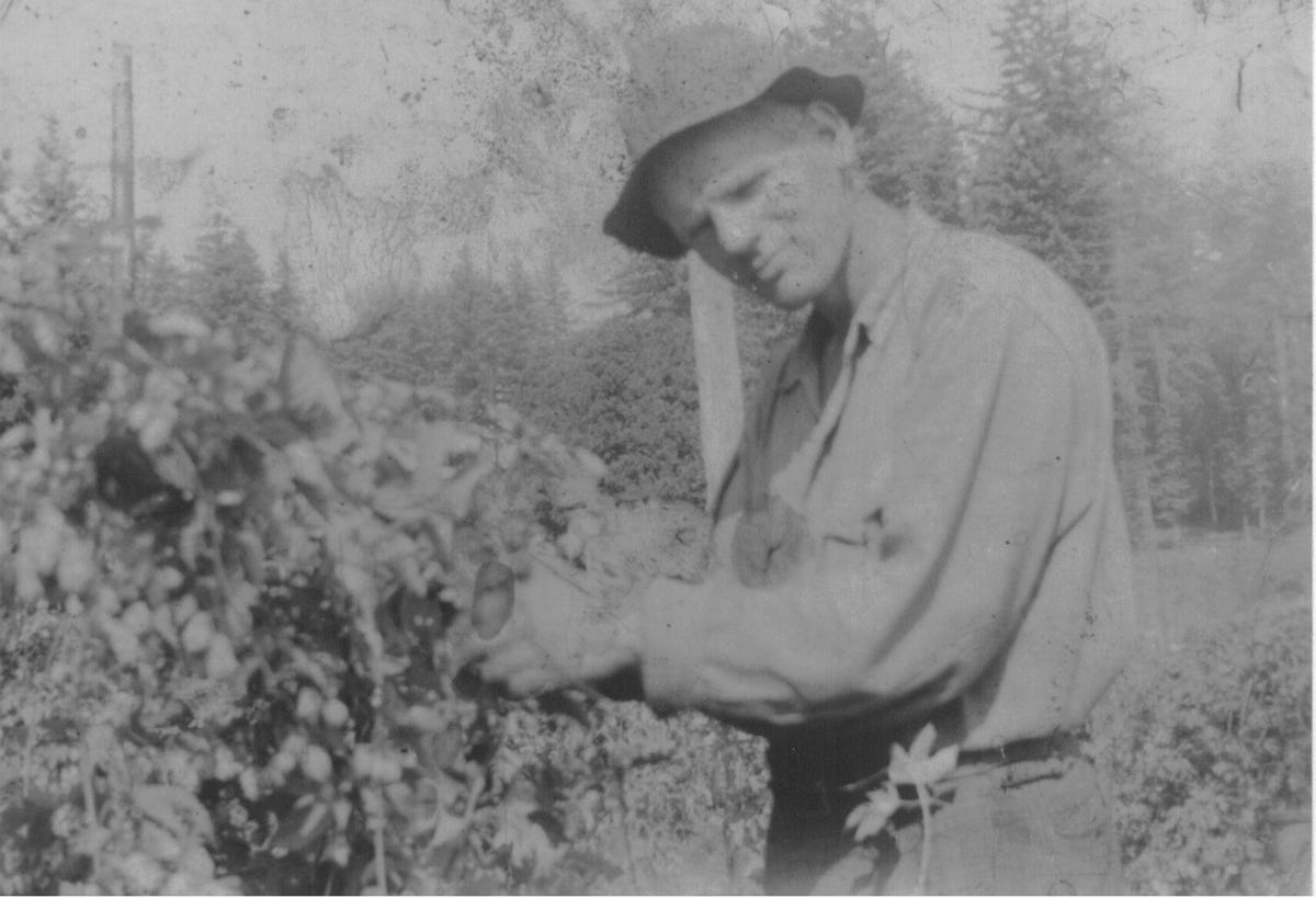 The Wind in the Trees. A story of family and change | by Darrel Boyd | Nov, 2023 | Medium