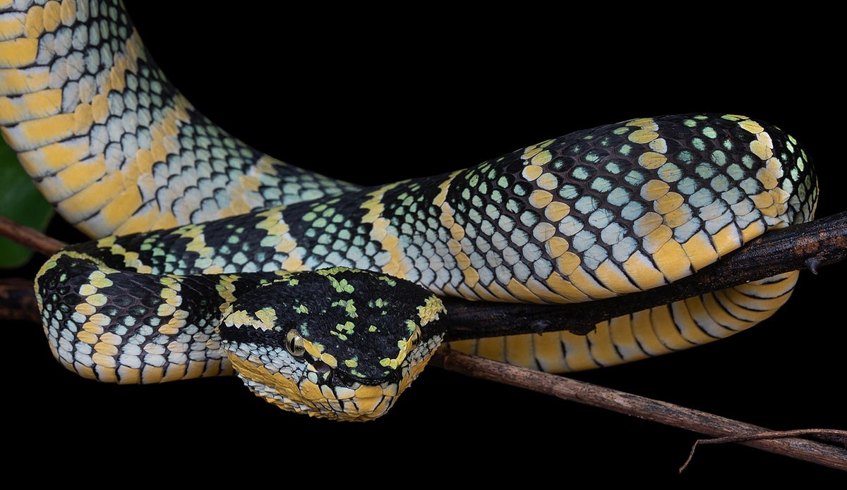 Wagler’s Pit Viper: The Graceful Icon of the Thai Jungle | by Tim ...