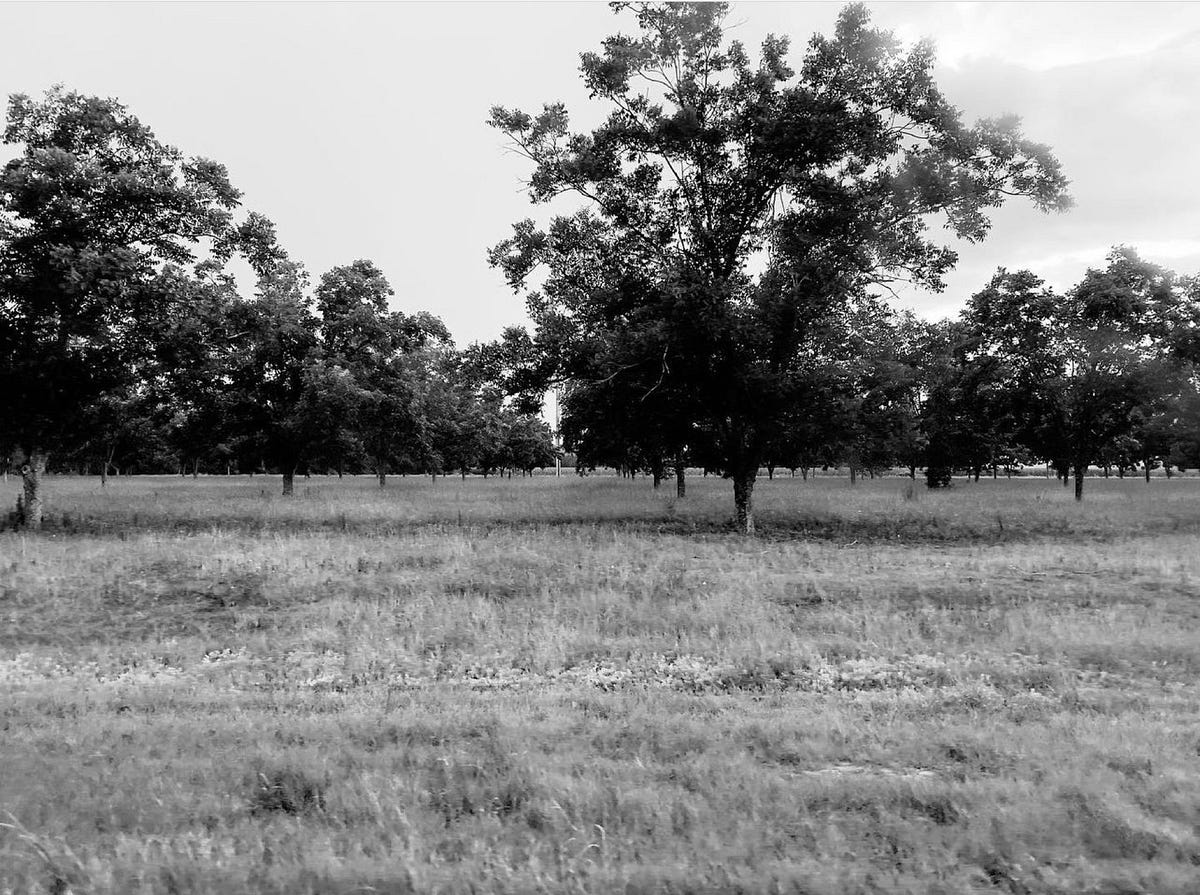 Divergent. At times I feel like I get paralyzed… | by B.G. Williams | Medium