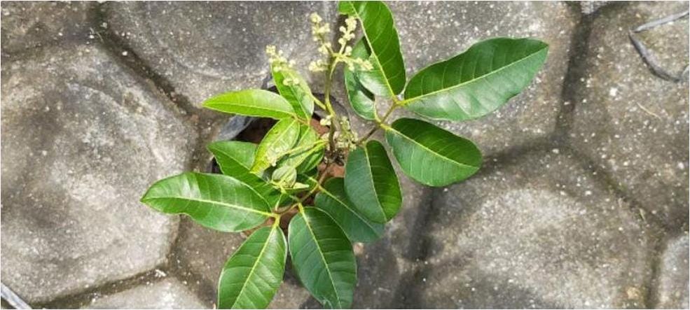 Kelengkeng Matalada Berbunga Wonosobo Terlengkap | by Pusat Bibit | Medium