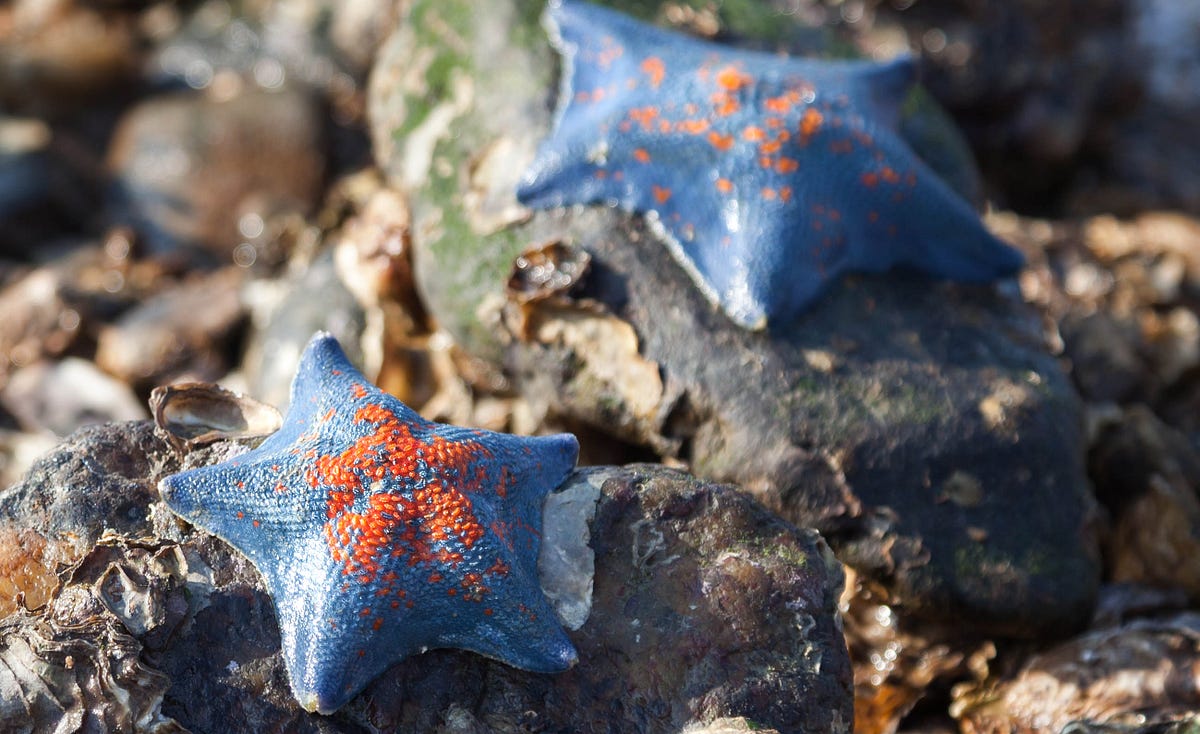 Continuous Deployment From Github To Kubernetes With Circleci By Dan Maas Medium