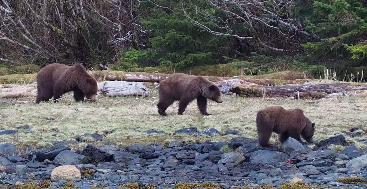 Bear Defense at Hallo Glacier. August 23, 2023 | by Bill Urschel ...