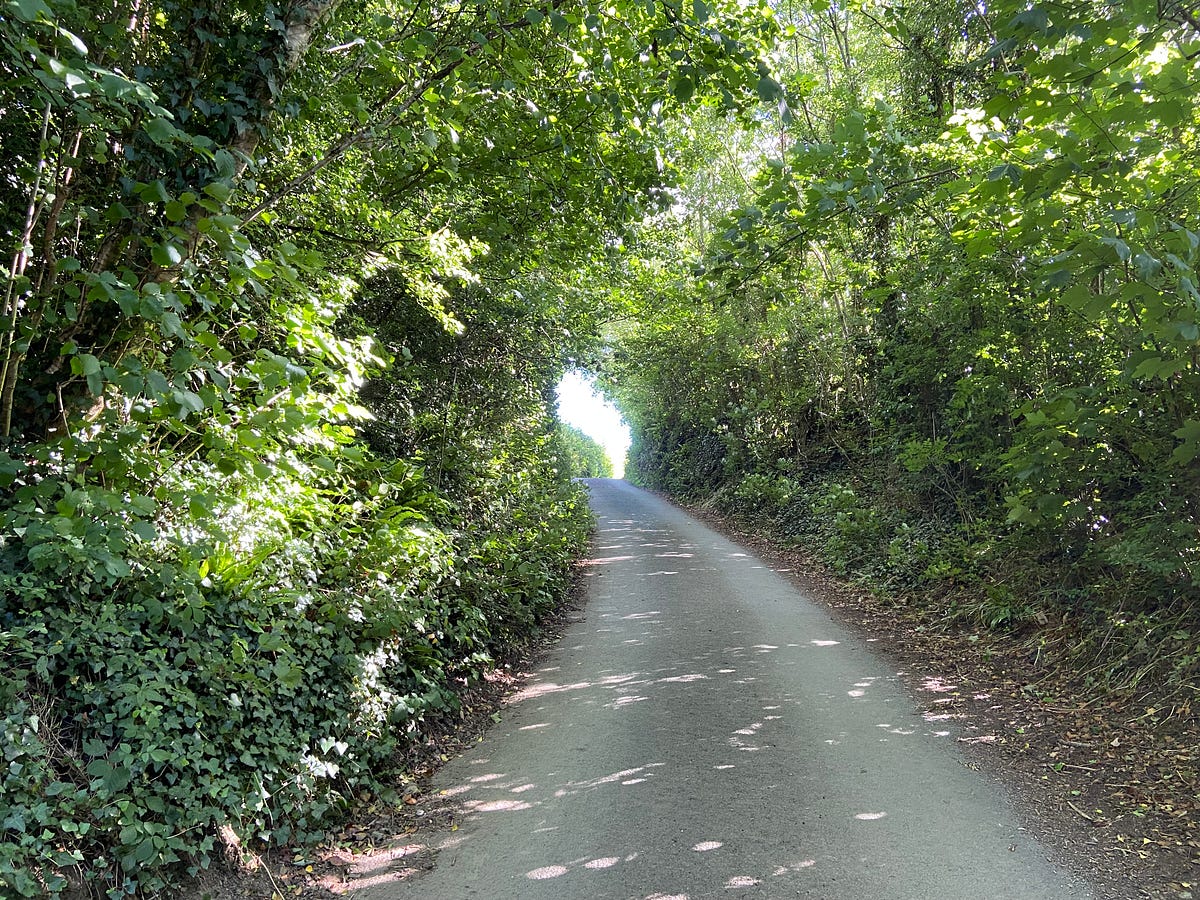 On The Edge, A Hedge. A gift of nature from…the unknown… | by Sally ...