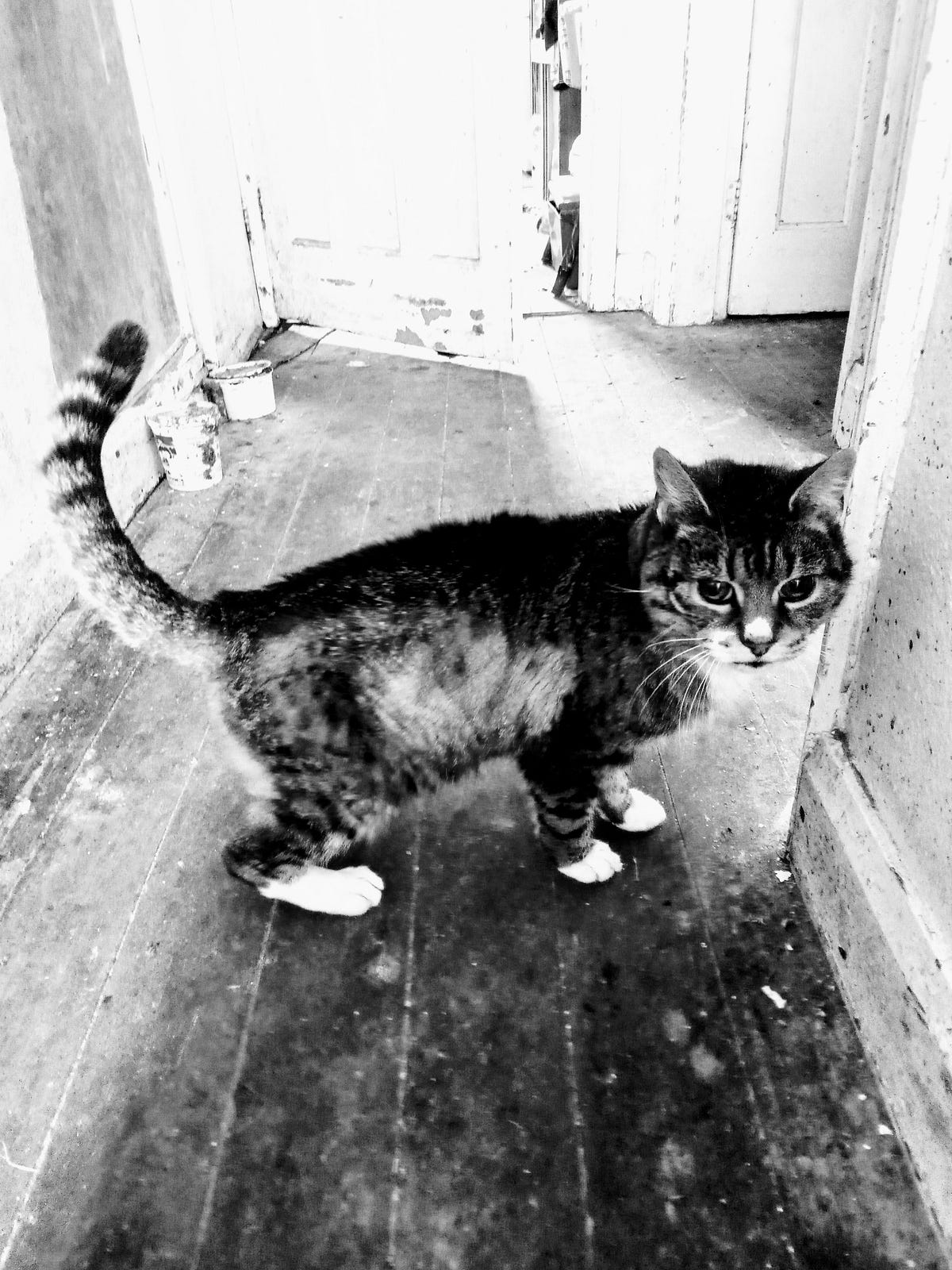 A COOL CAT STATUE AT THE SAVOY …. …WITH A SUPERSTITIOUS TWIST | by ...