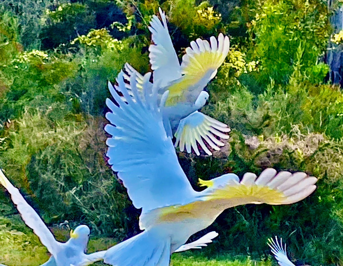 Flying with the Cockatoos. four species photographed at Aireys… | by ...