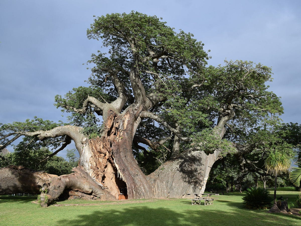 Is Climate Change Causing The Mysterious Deaths of Africa’s Oldest ...