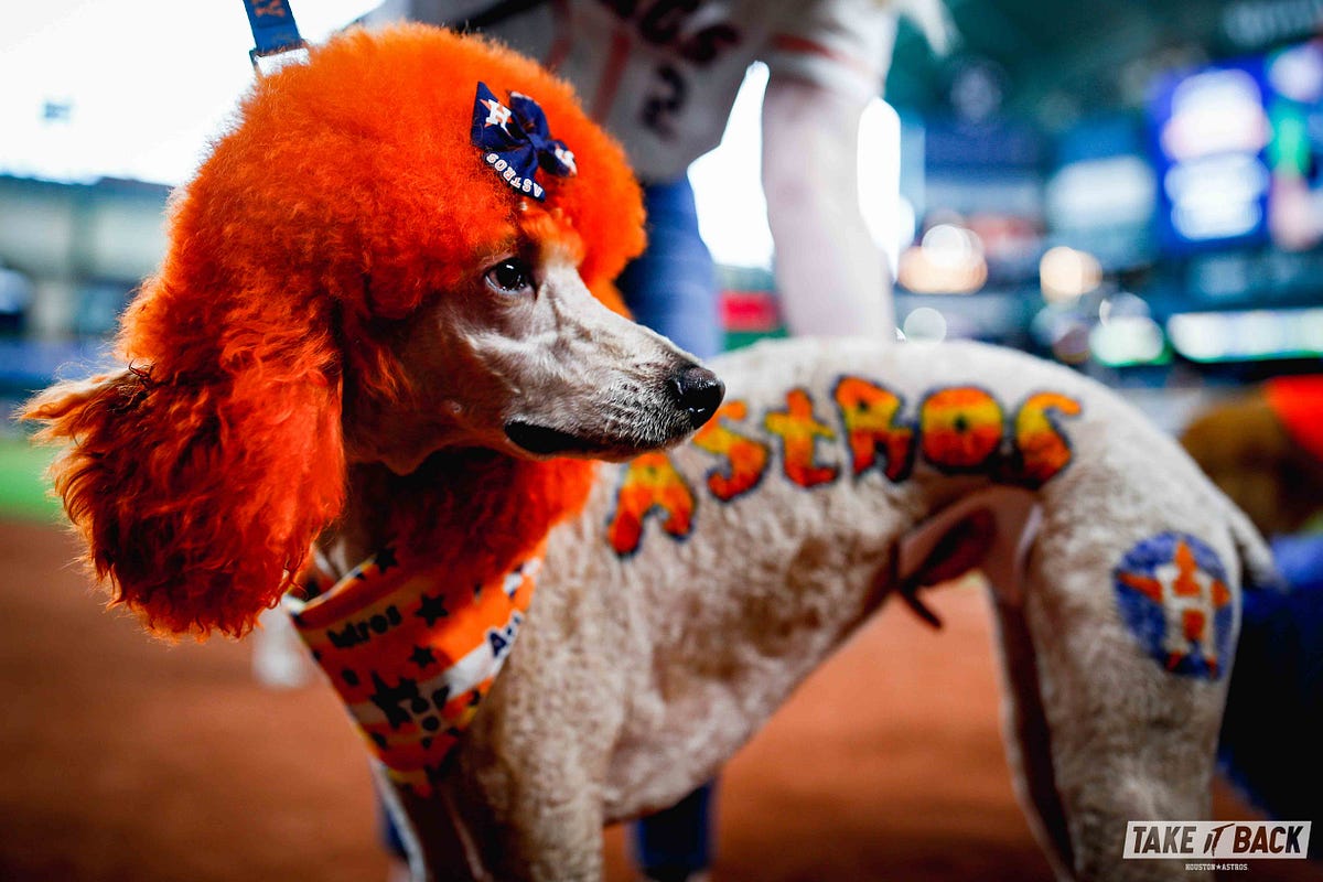 DOG DAY 2019. 12/10 good day. Baseball Doggos… | by Houston Astros ...