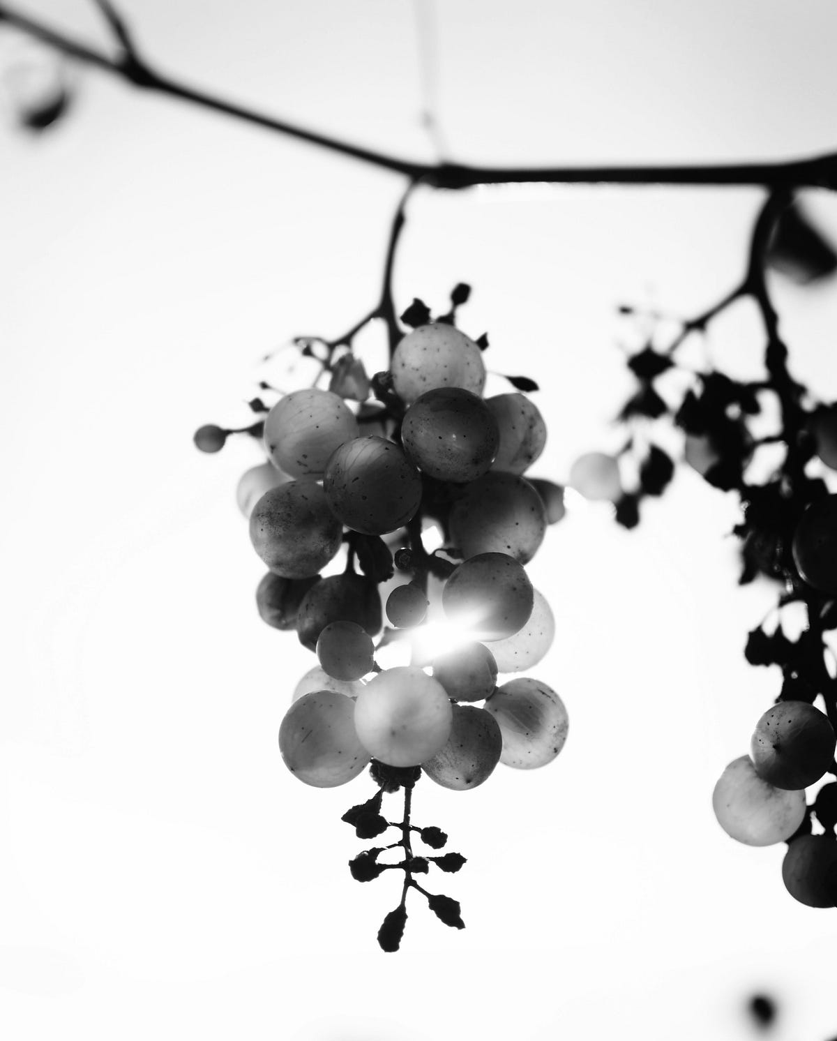 Senryu / Haiku — ABUNDANCE. Season by season, | by Lance Robinson | Medium