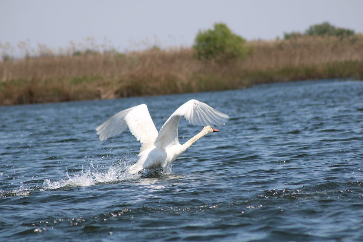 A Swan Flew My Heart Over The Mountain | by Christyl Rivers, Phd ...