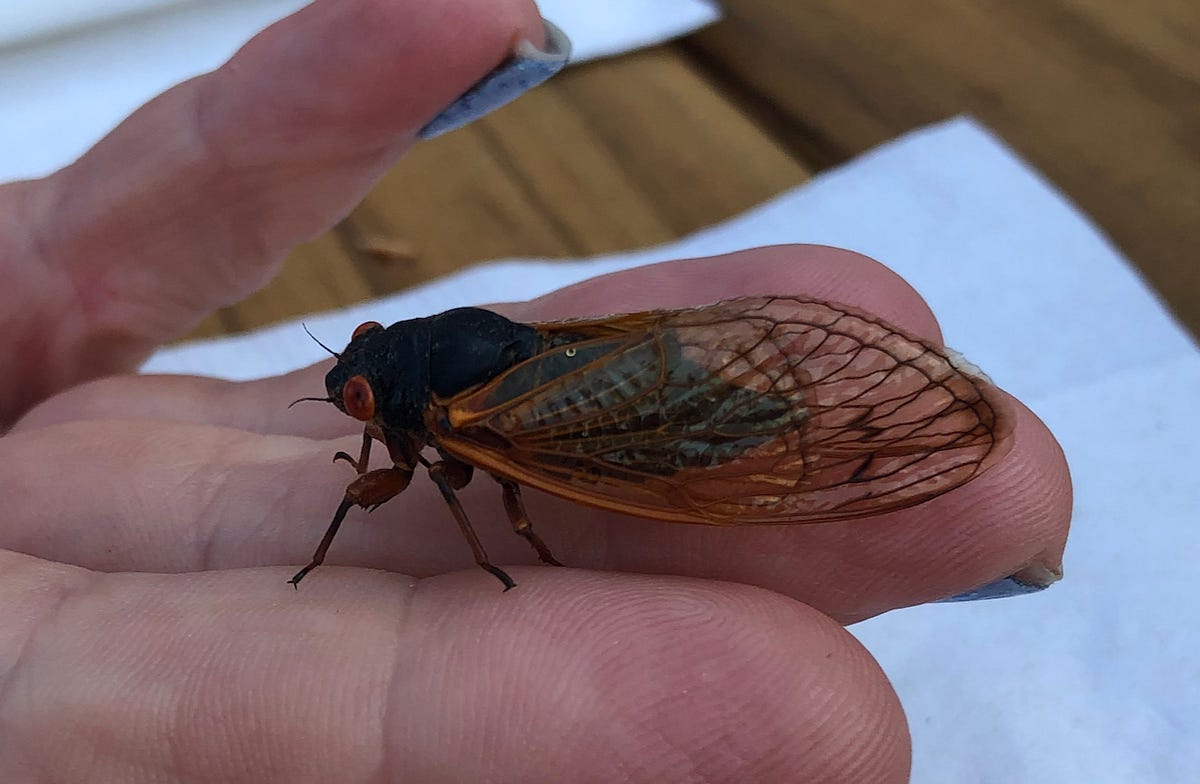 The Cicada Invasion Begins. Those little buggers are not fun | by ...