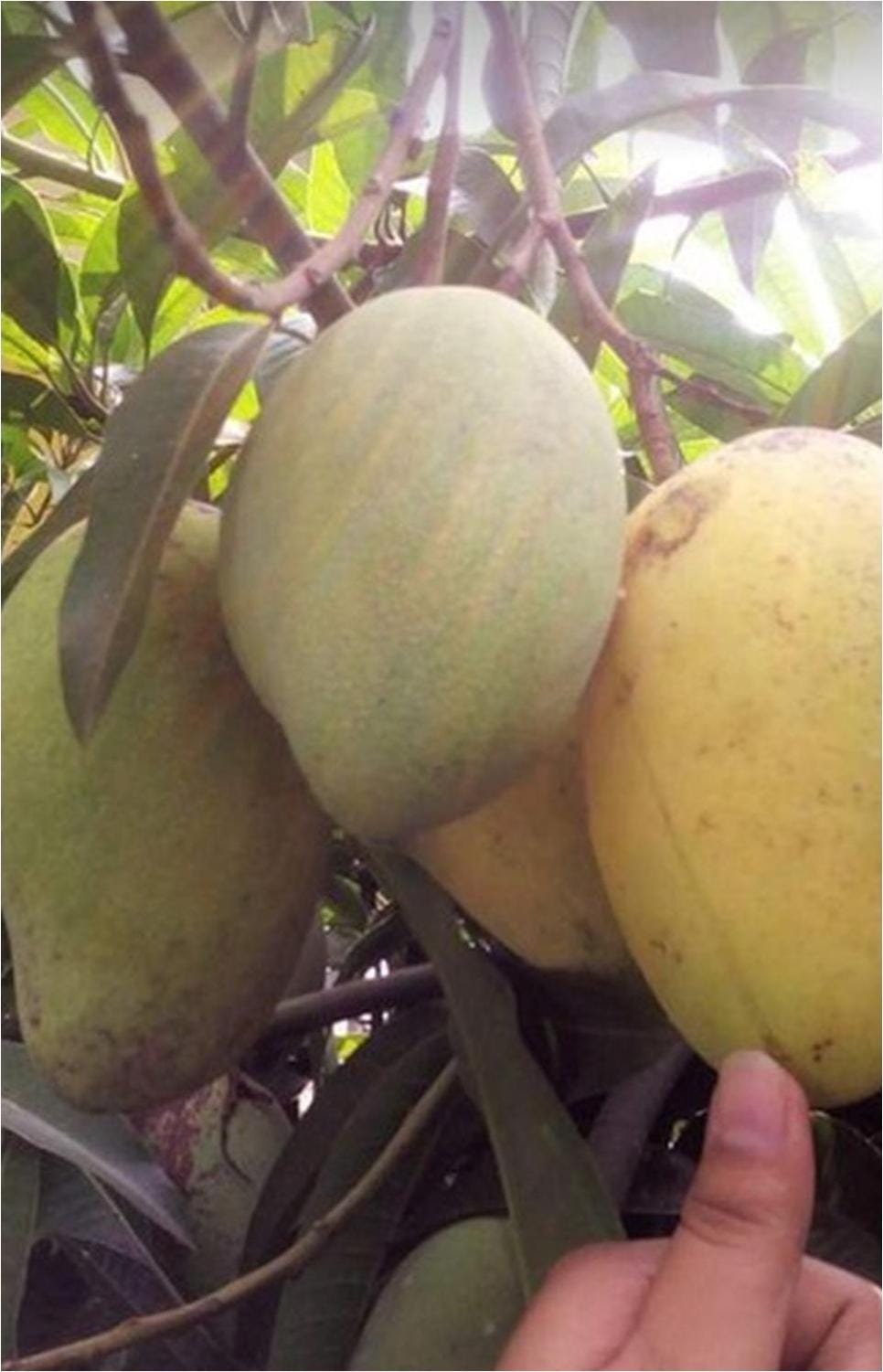Pohon Mangga Tinggi 1 Meter 3In1 Kombinasi 3 Jenis 2 Lebat Pangandaran ...