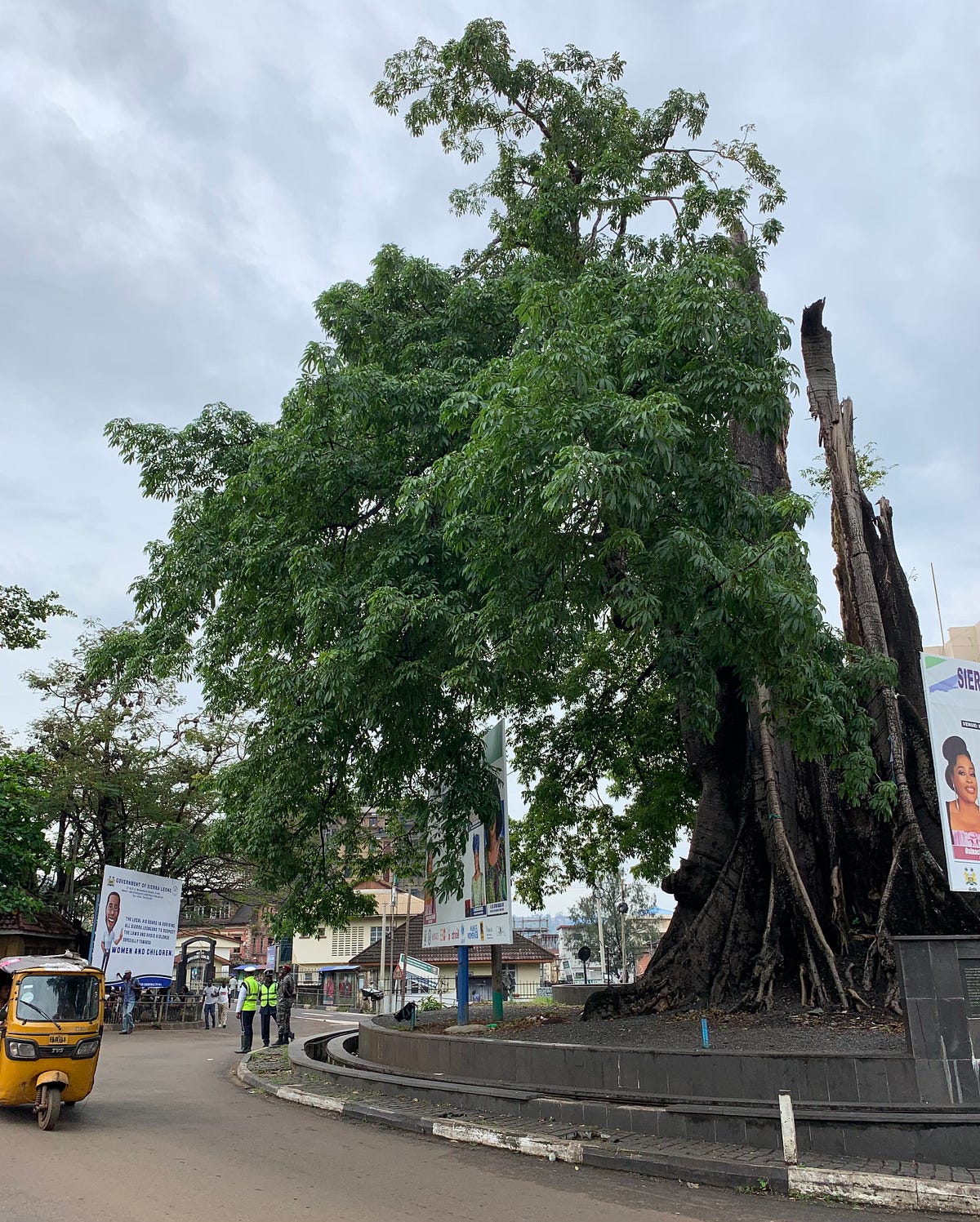 Freetown, The Shattered Cotton Tree | by Duff Gyr | Medium