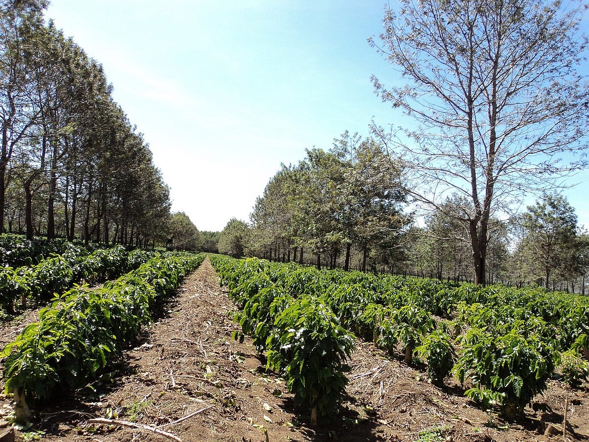 Maragogipe Coffee Beans: The Rare and Distinctive Brazilian Variety ...
