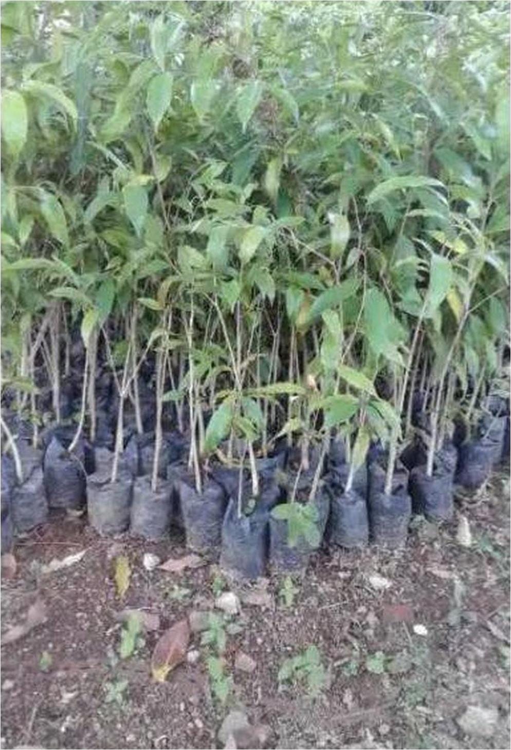 Stok Banyak Bibit Gaharu 40–50 Cm Tanaman Berkualitas Garut | by yuni ...
