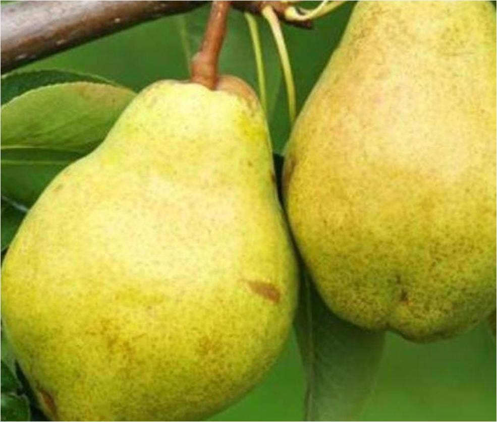 Laris Atr-234 Bibit Tanaman Buah Pir Pear Hijau Hasil Cangkok ...