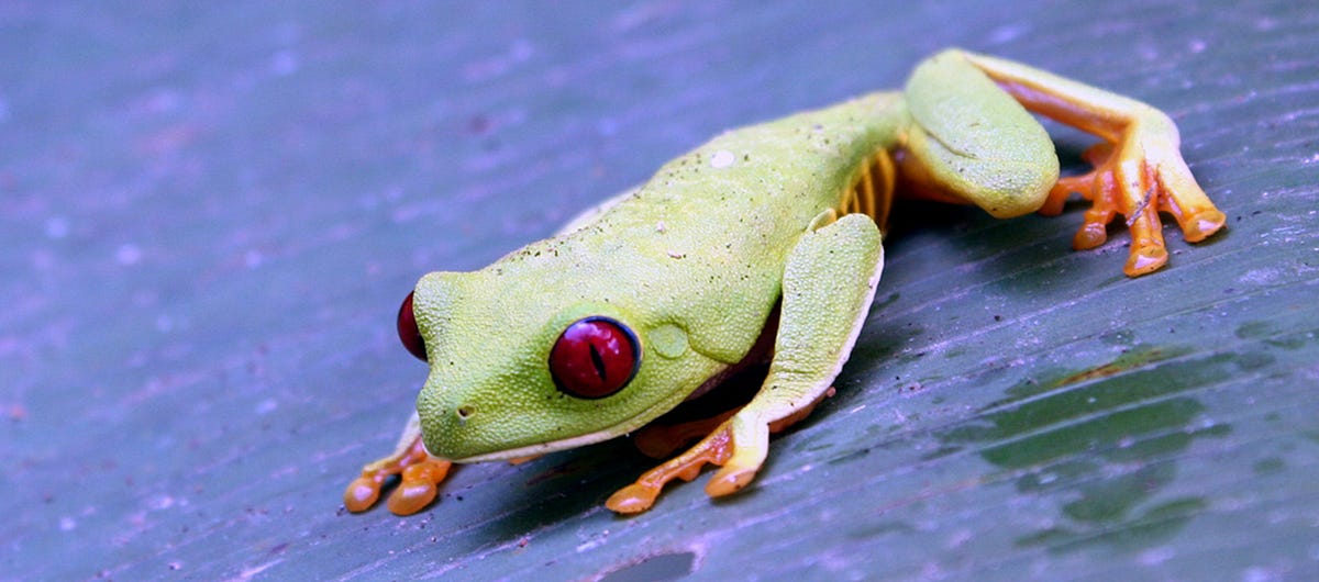 CHOCÓ-DARIÉN FOREST CONSERVATION PROJECT — Colombia | by Stand For ...