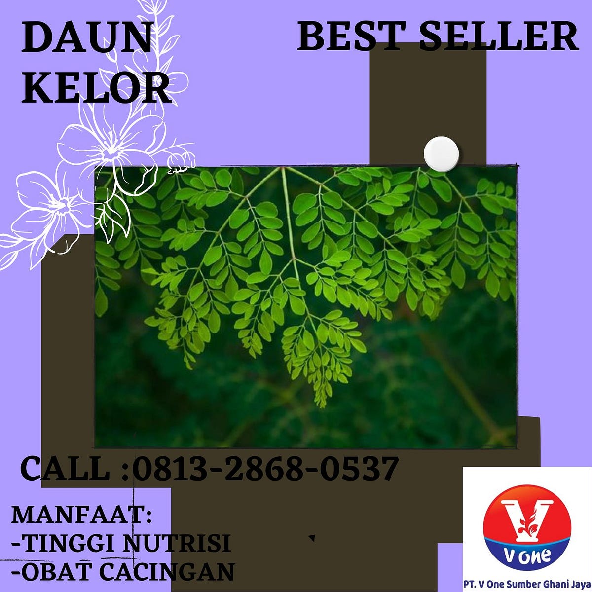 Pusat Budidaya Herbal Daun Kelor Sehat Tambak Bayumas - Pusat tanaman ...