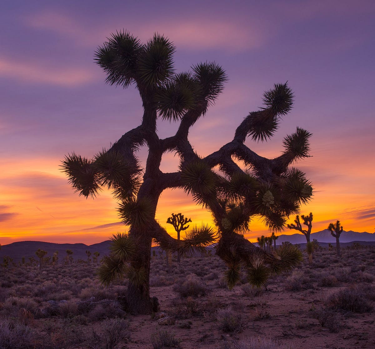 They say Joshua is generous!. Standing tall, | by Ankit Mishra ...