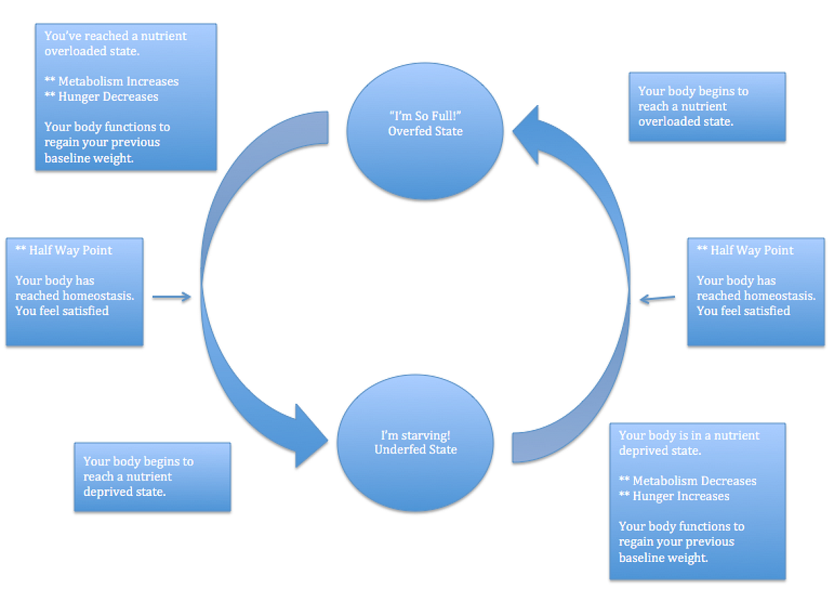 The Homeostasis Model AKA Set-Point Theory of Obesity: How your body’s ...