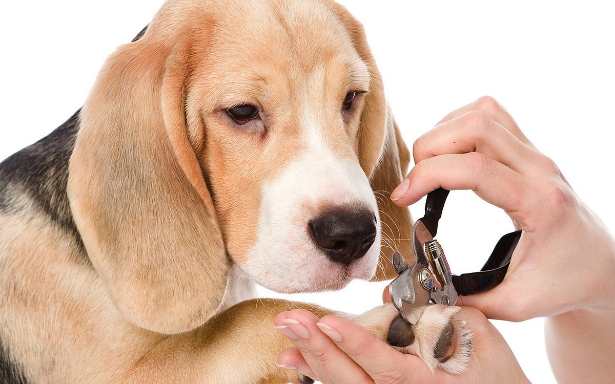 How to Give Your Dog a Pedicure | Toe Beans | by Dogs and Cats | Medium