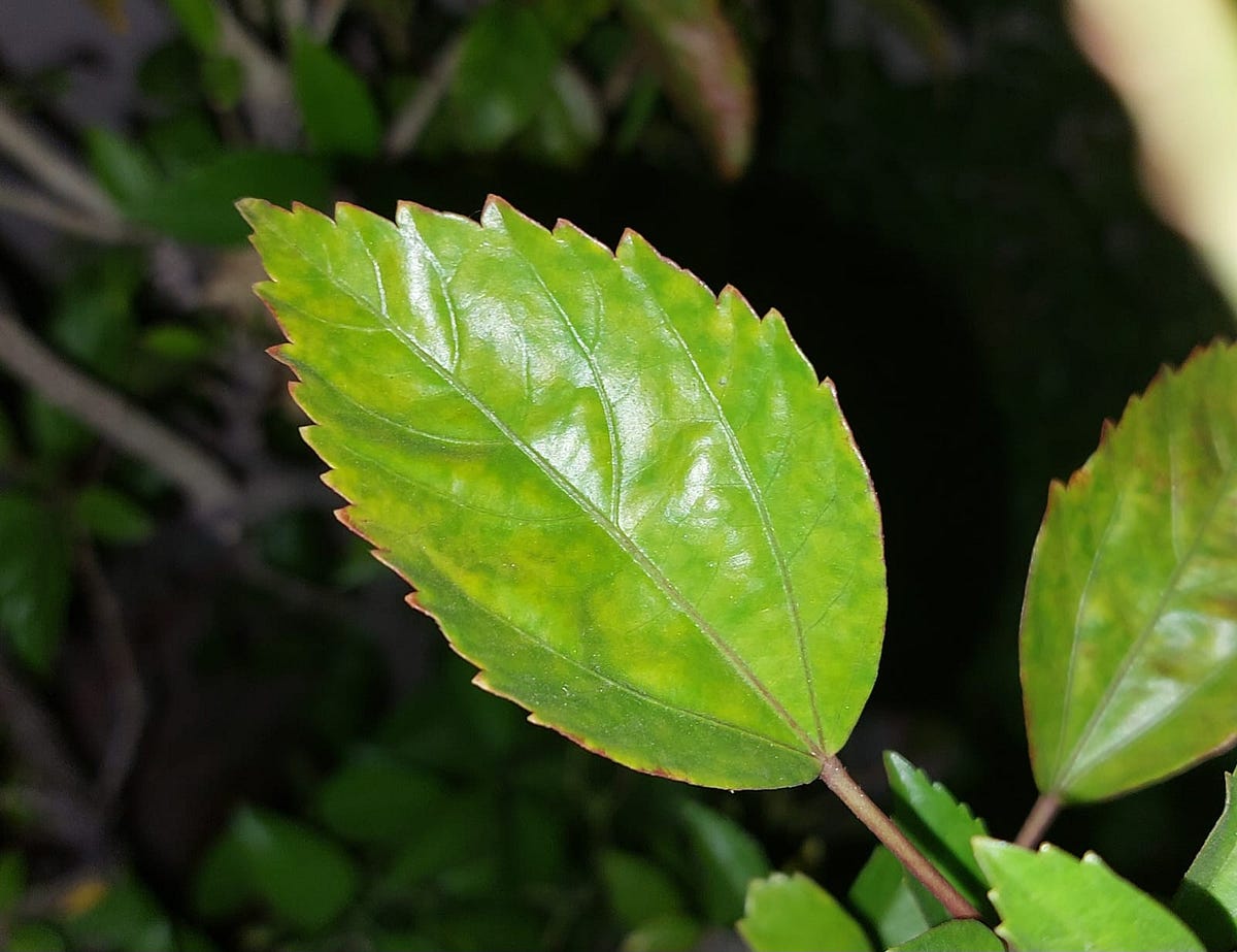 Basics Of Image Preprocessing Using Python By Abisha Medium