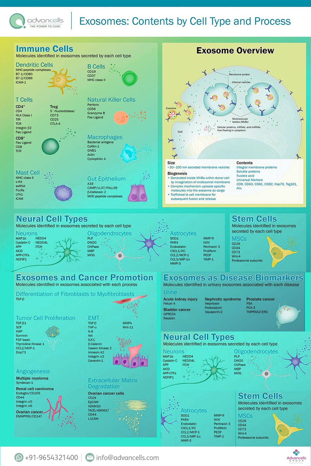 The 30–100 nm vesicles formed inside intracellular multivesicular ...